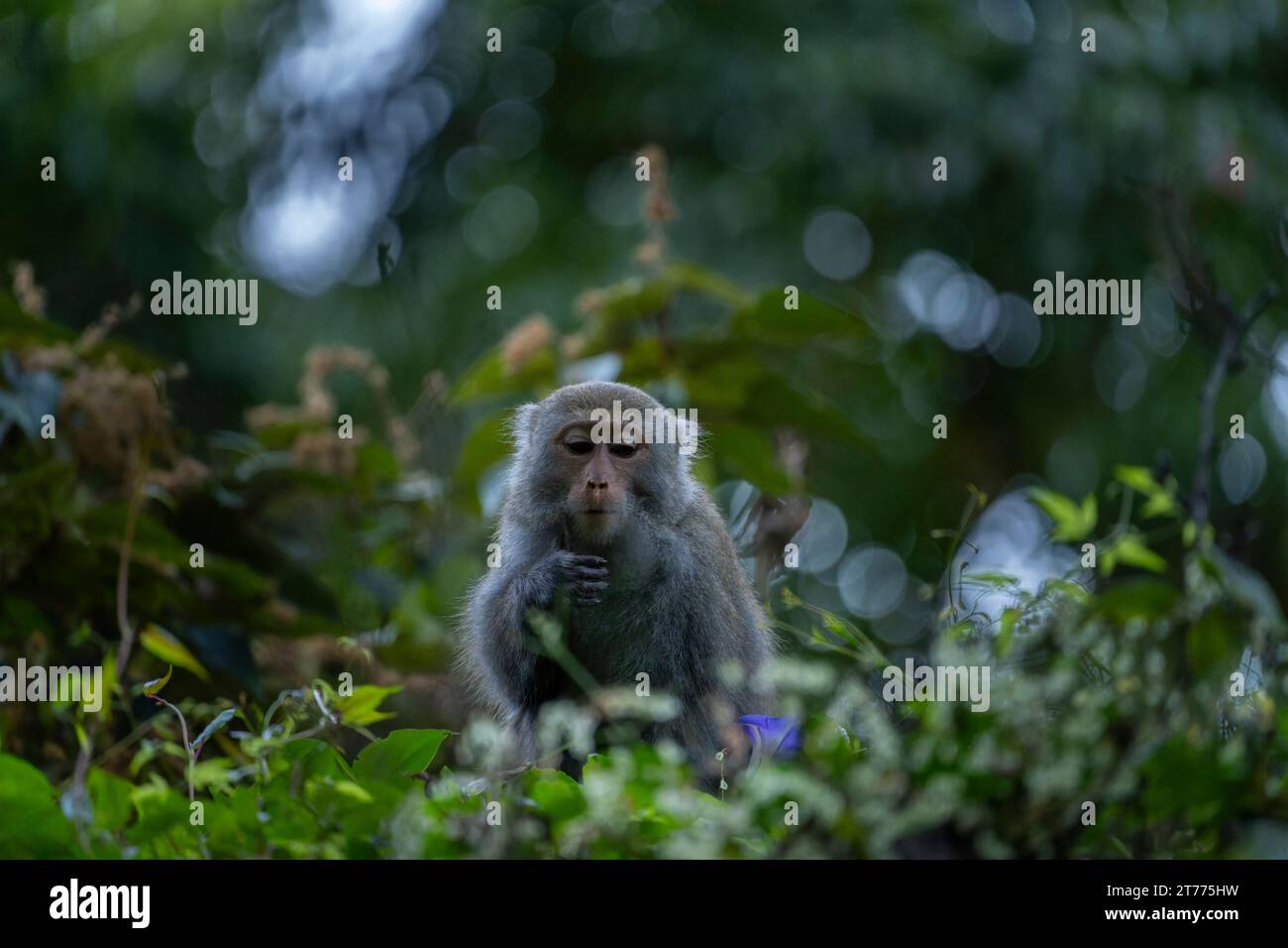Formosan rock macaque endemic primate in taiwan Stock Photo - Alamy