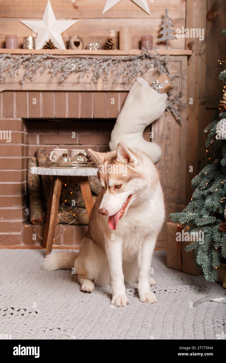 Happy New Year, Christmas holidays and celebration. Siberian husky dog ...