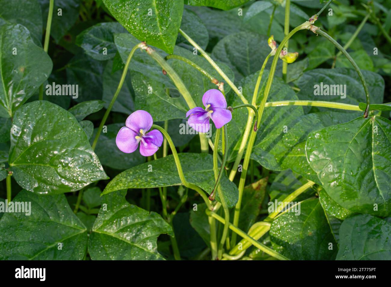 Closeup view of purple flowers, foliage and beans of vigna unguiculata ...