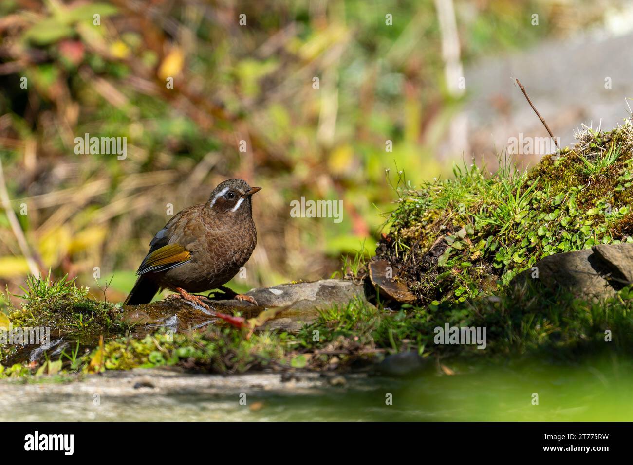 White-whiskered Laughingthrush endemic bird of taiwan Stock Photo - Alamy