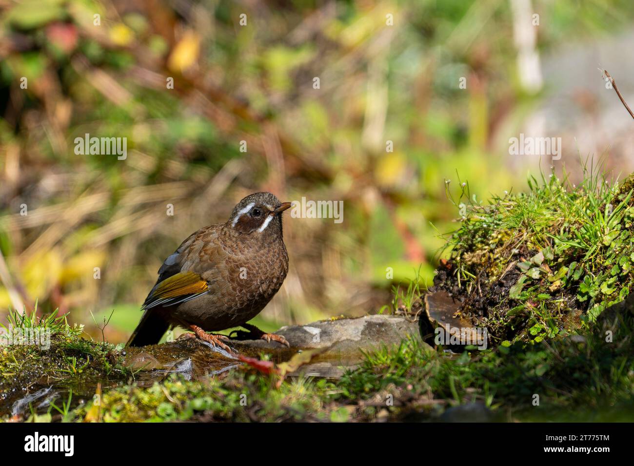 Endemic bird of taiwan hi-res stock photography and images - Alamy