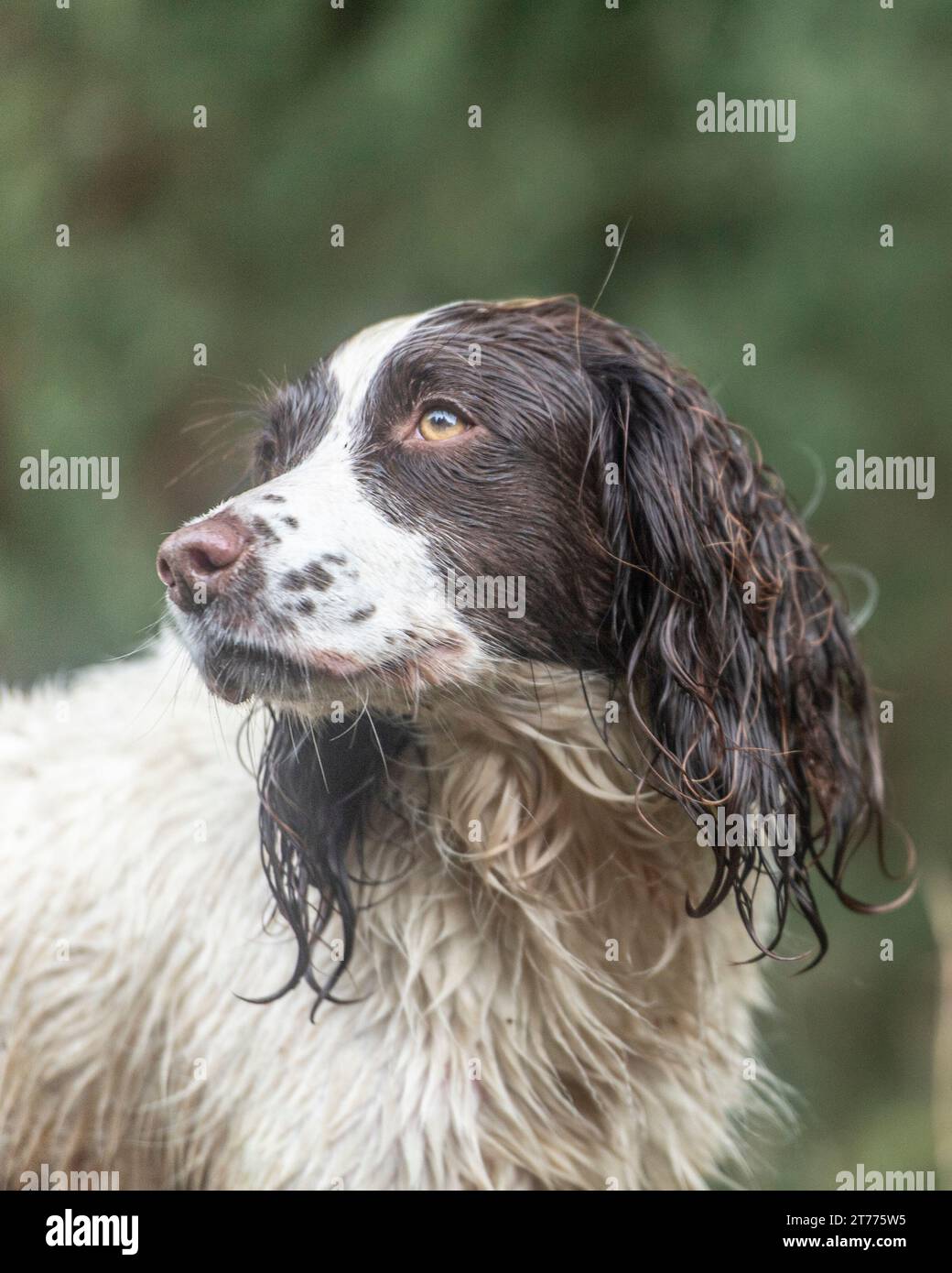 wet springer spaniel Stock Photo - Alamy