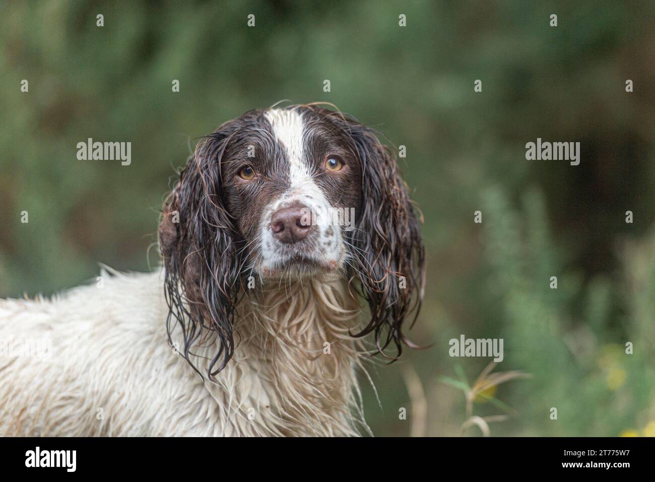 working English Springer spaniel on a shoot Stock Photo - Alamy
