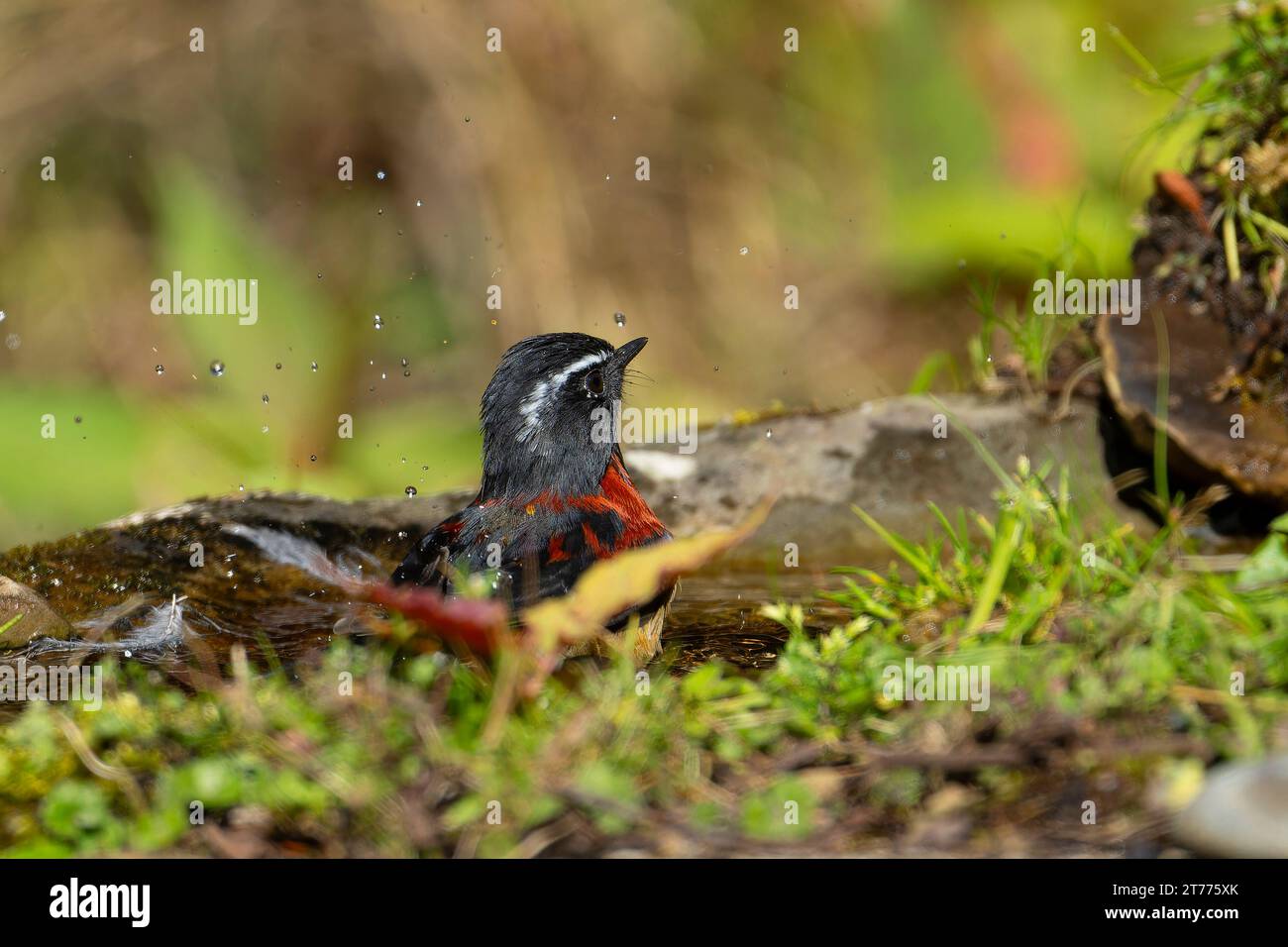 Collared bush robin endemic bird of taiwan Stock Photo - Alamy