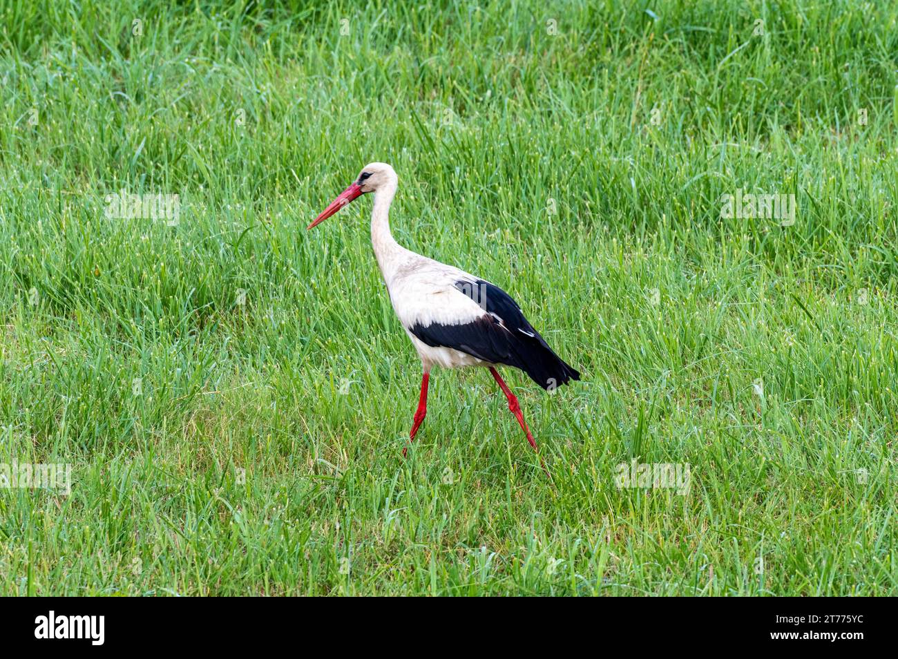 A majestic white stork standing in a lush, green field surrounded by ...