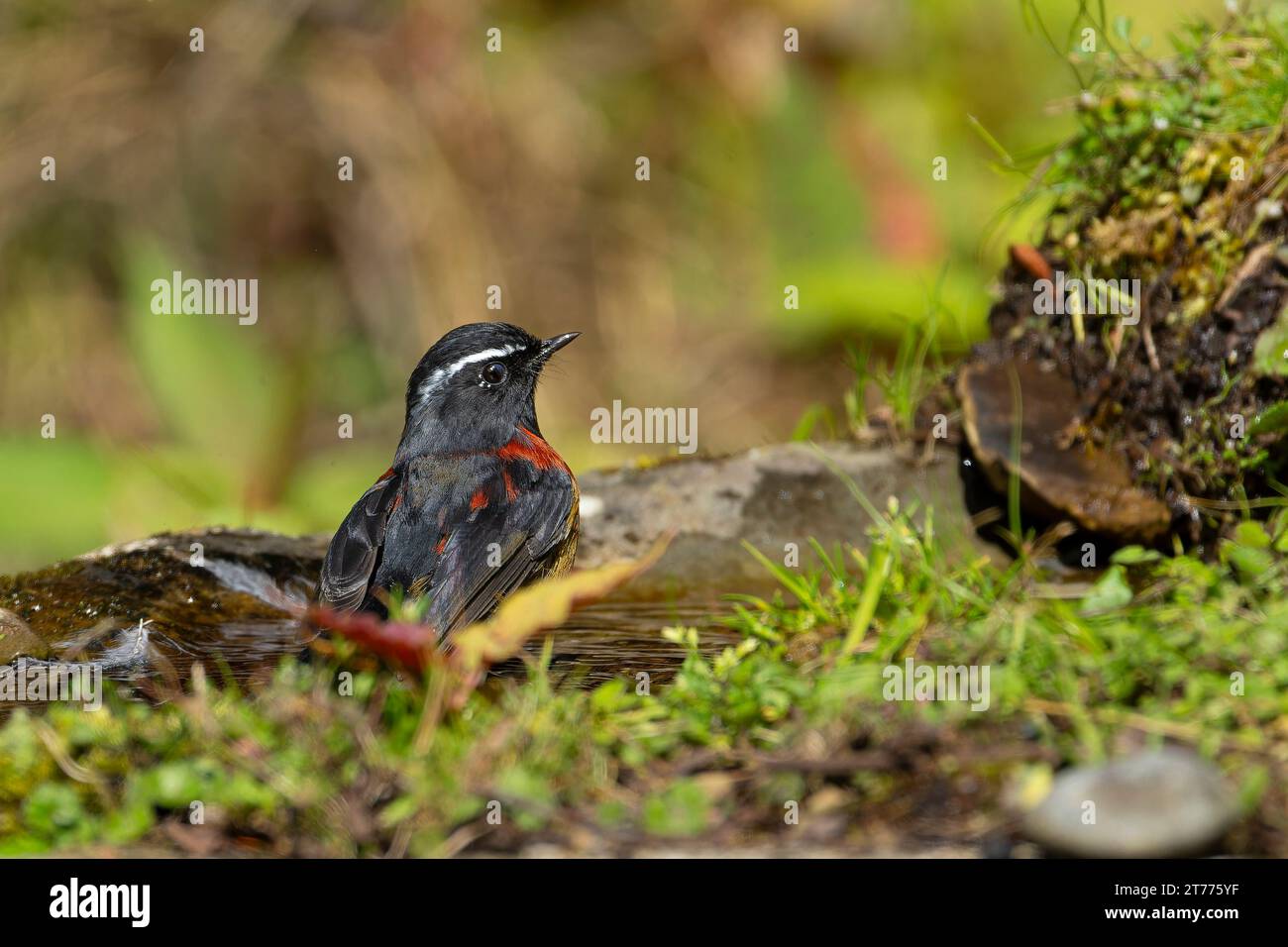 Collared bush robin endemic bird of taiwan Stock Photo - Alamy