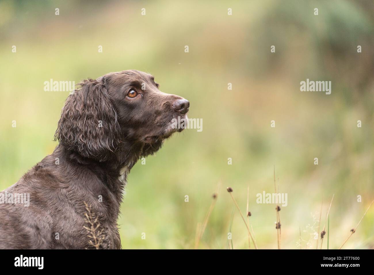 Spaniel profile hi-res stock photography and images - Alamy