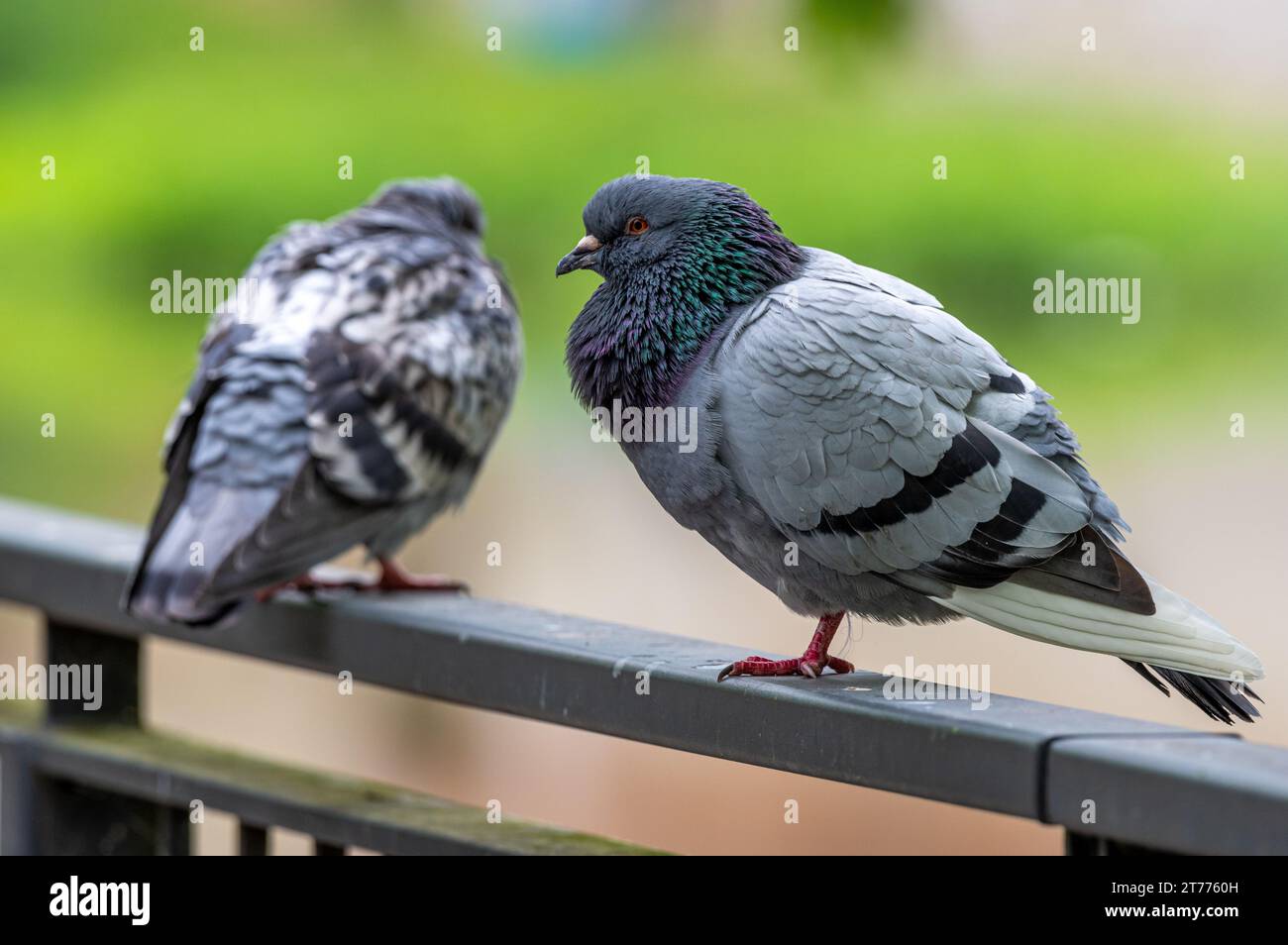 Two gray birds perched on a railing, sitting side-by-side, enjoying the ...
