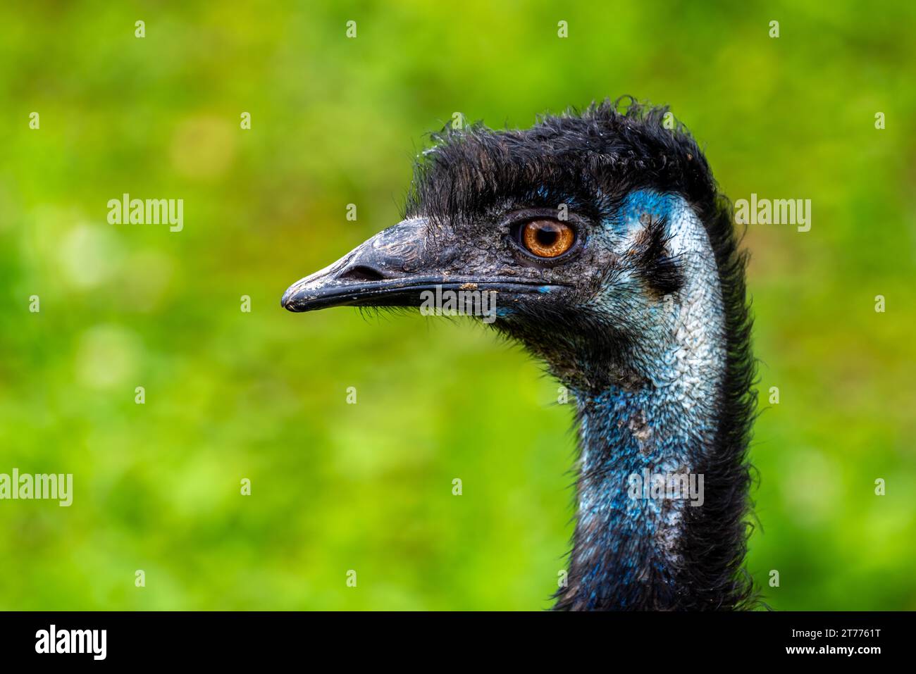 Longneck bird hi-res stock photography and images - Alamy