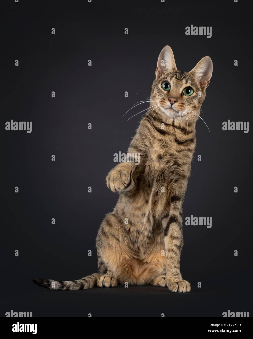Young black tabby spotted Savannah cat, sitting up facing front. One ...