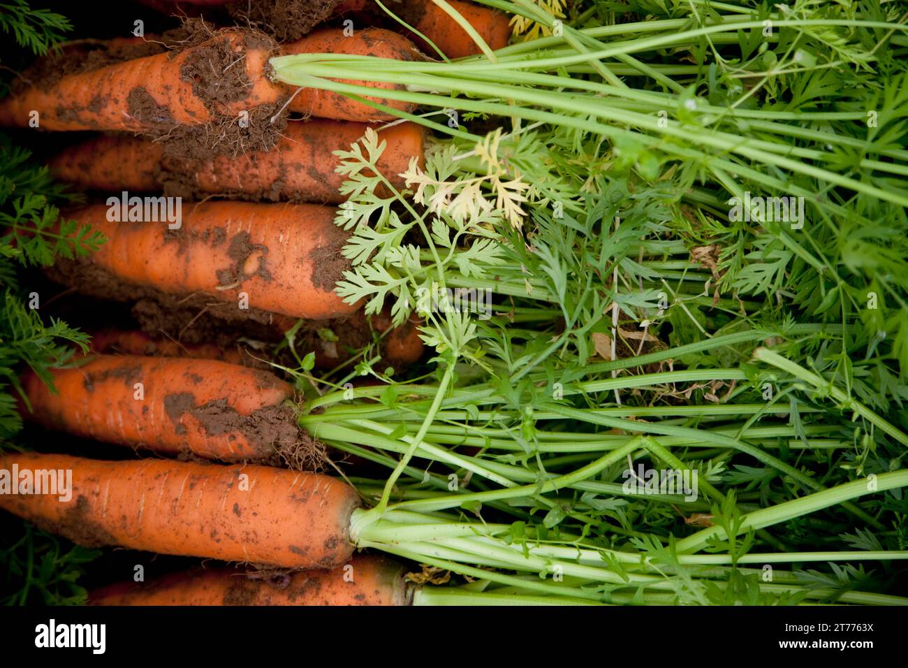 Close up of carrots covered in soil Stock Photo - Alamy