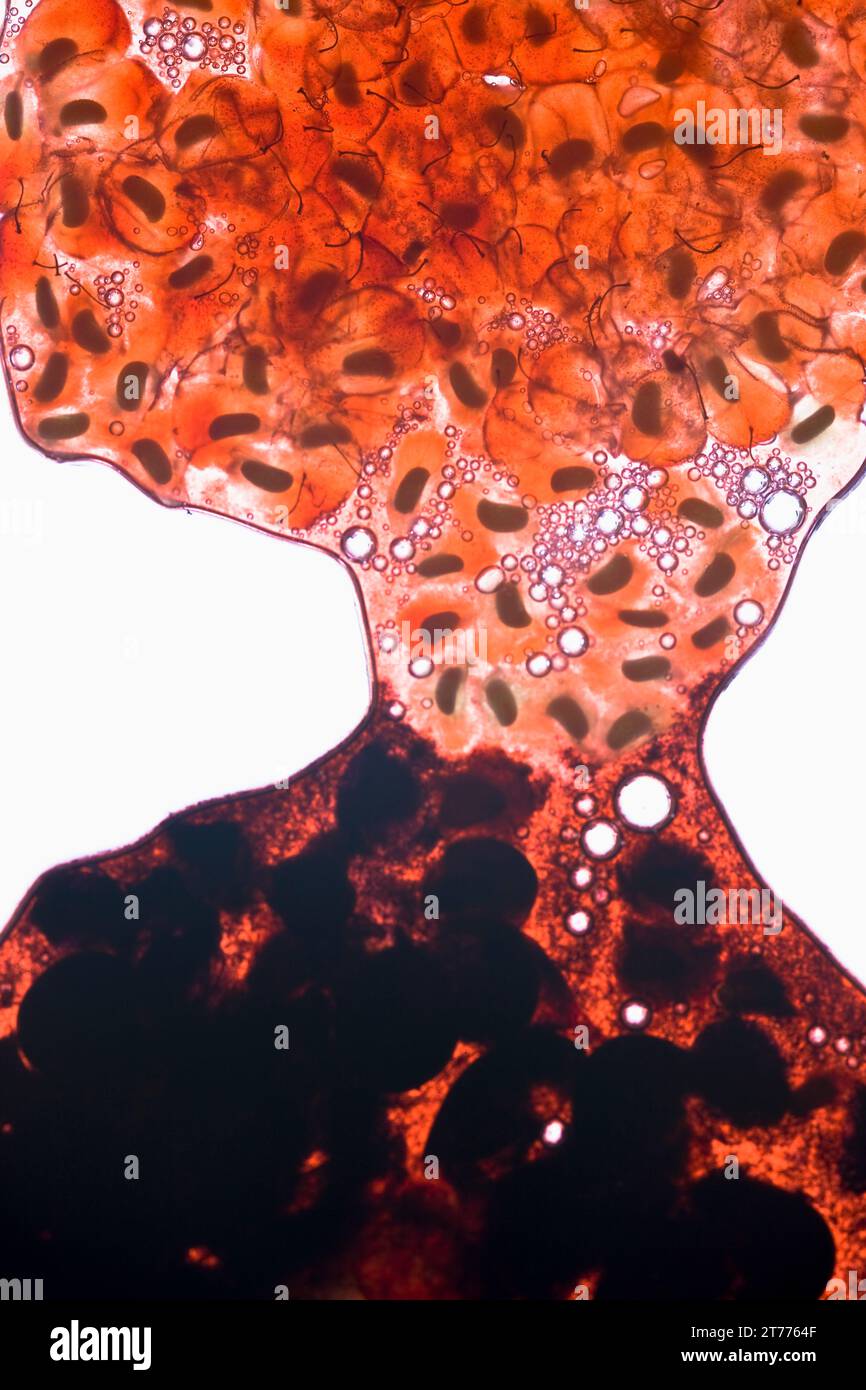 Extreme close up of squashed and runny raspberries and blackberries ...