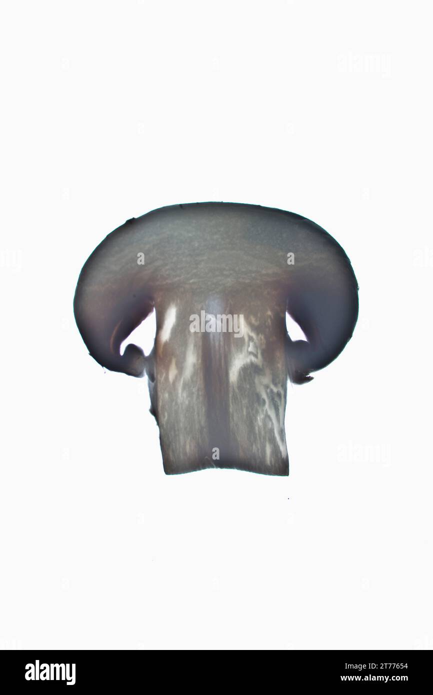 Close up stylized view Cut Out Stock Images & Pictures - Alamy