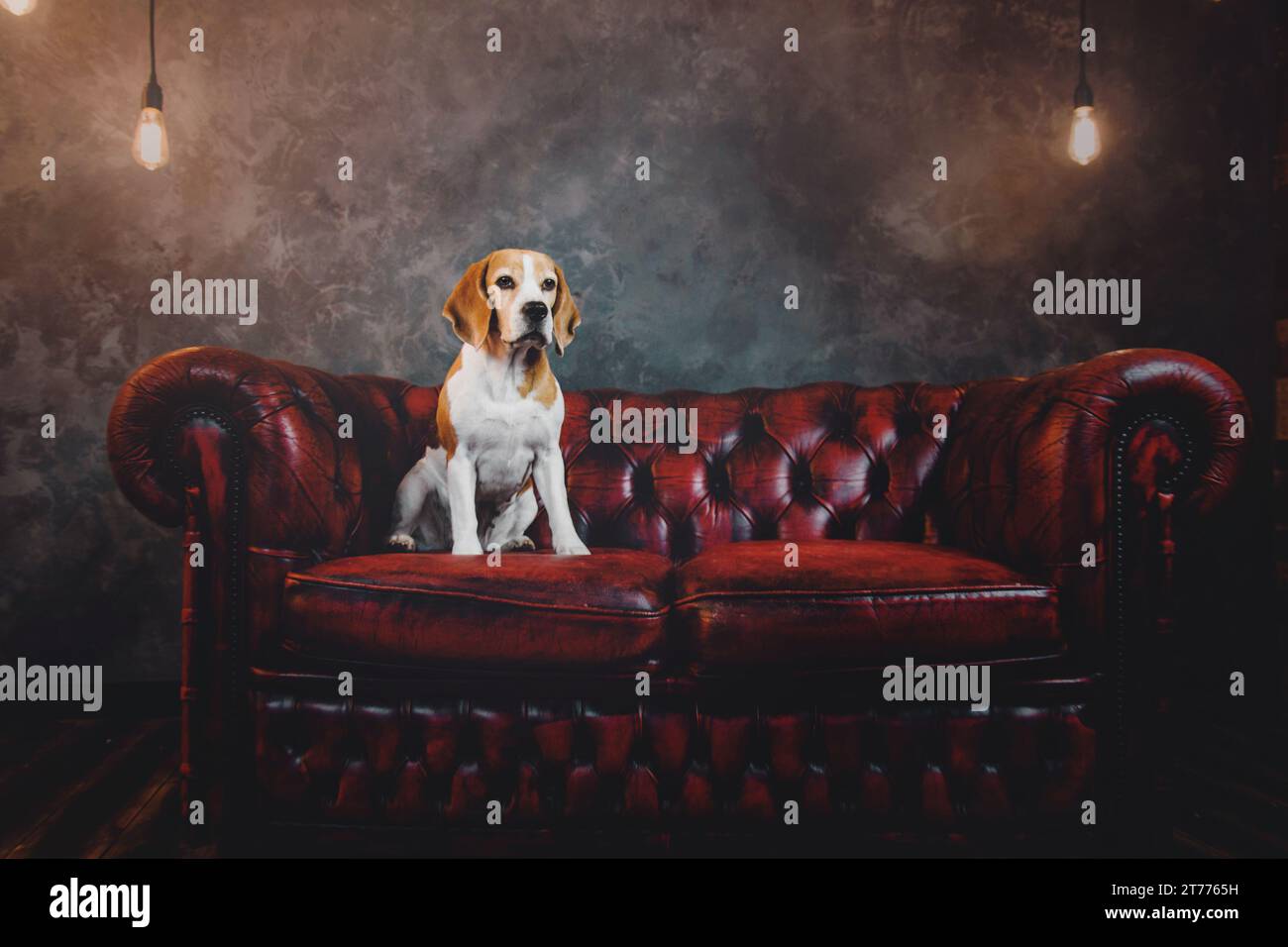 Beautiful beagle dog sitting on a dark red sofa in the loft interior ...