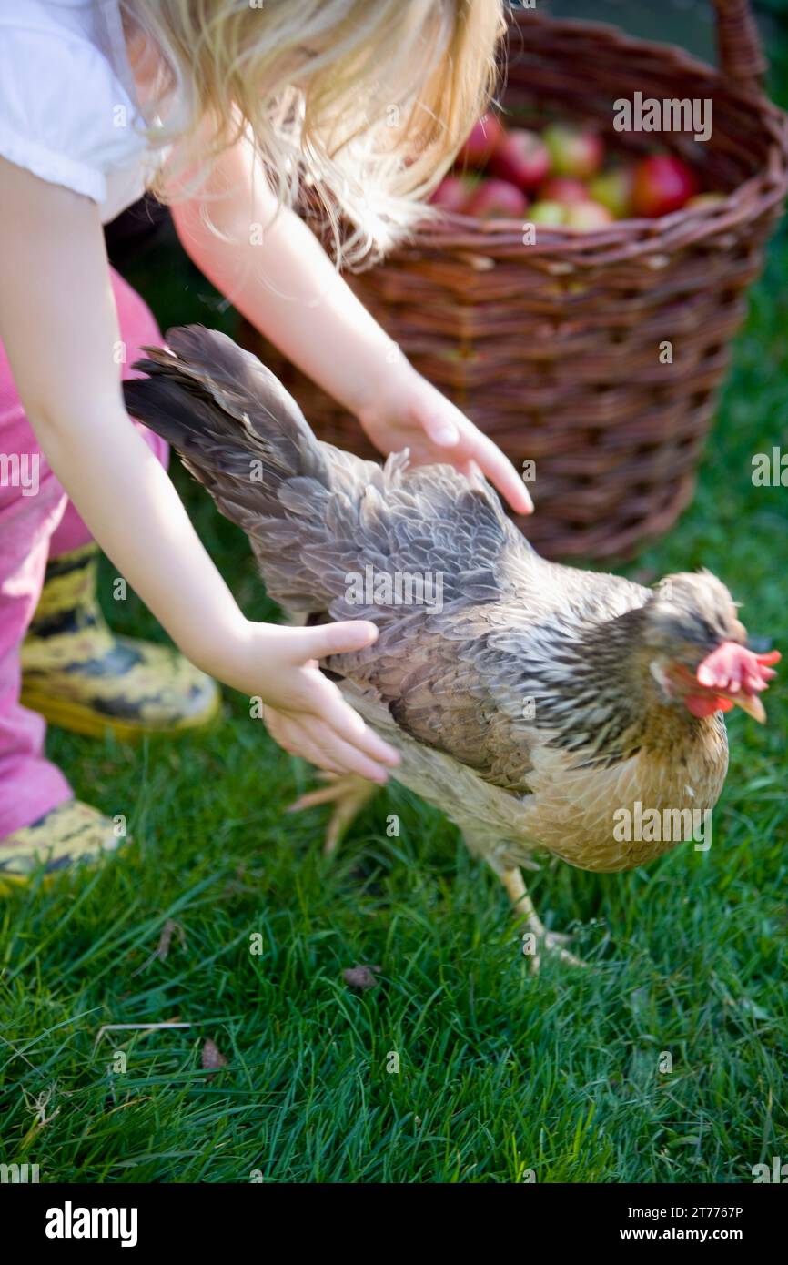 Chicken catch hi-res stock photography and images - Alamy