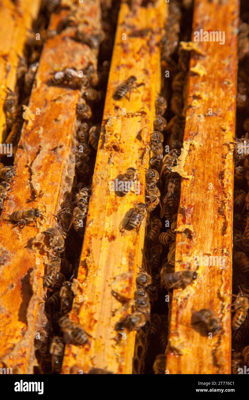 Frames of a beehive. Close up view of the opened hive body showing the ...