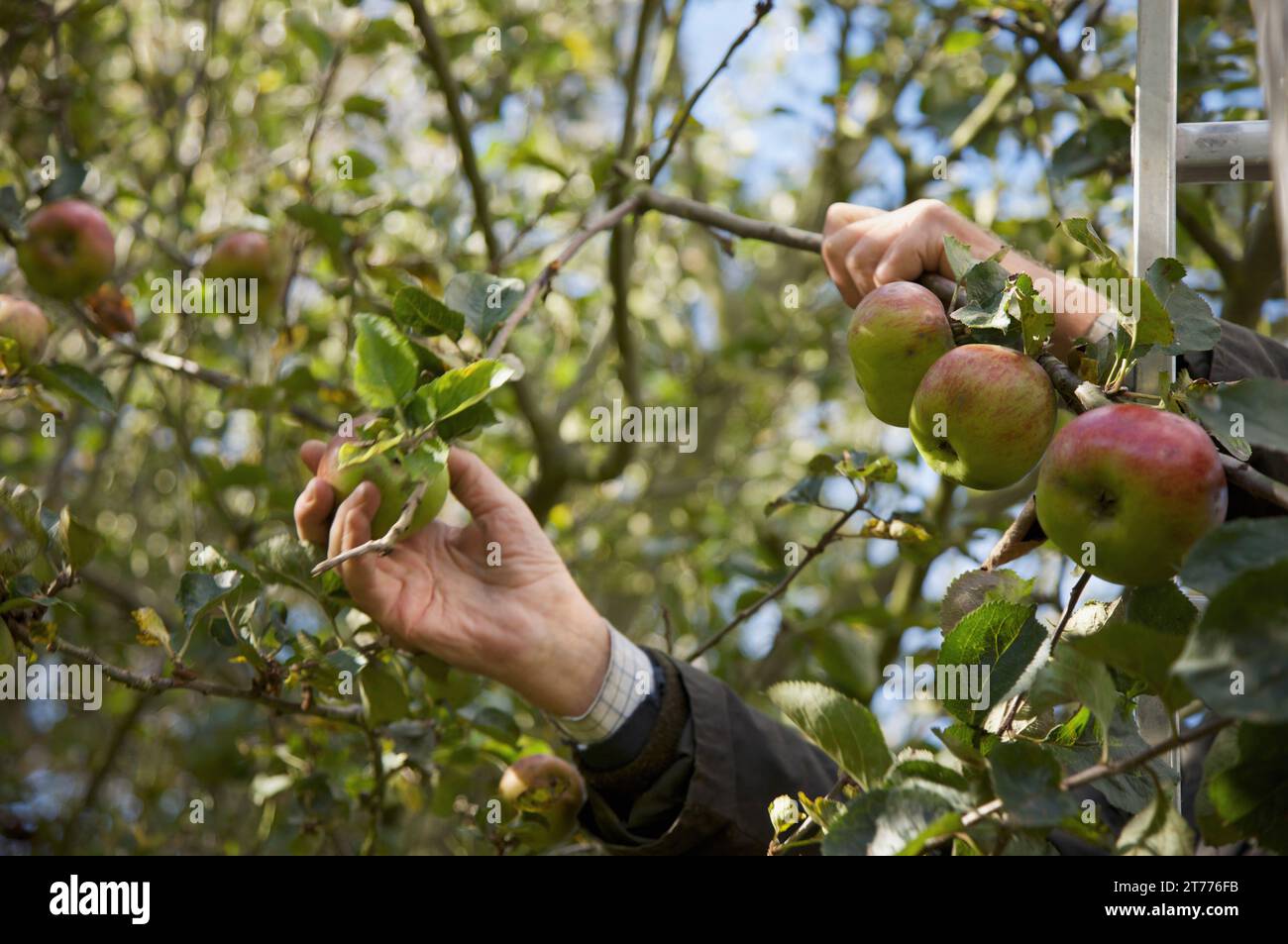 Person picking apples hi-res stock photography and images - Alamy