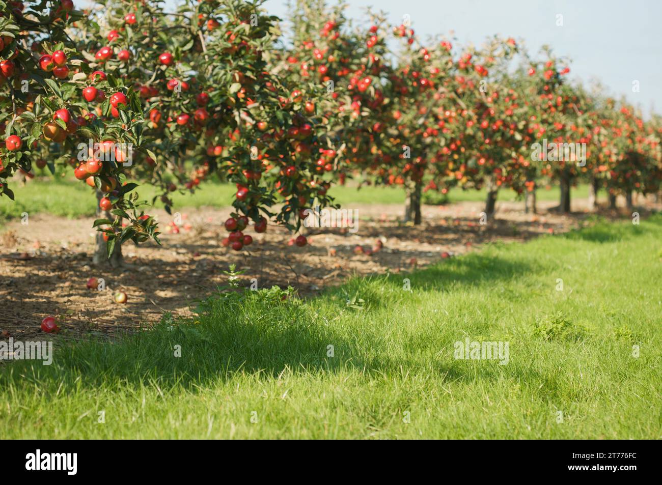 Norfolk red apple tree orchard Stock Photo - Alamy