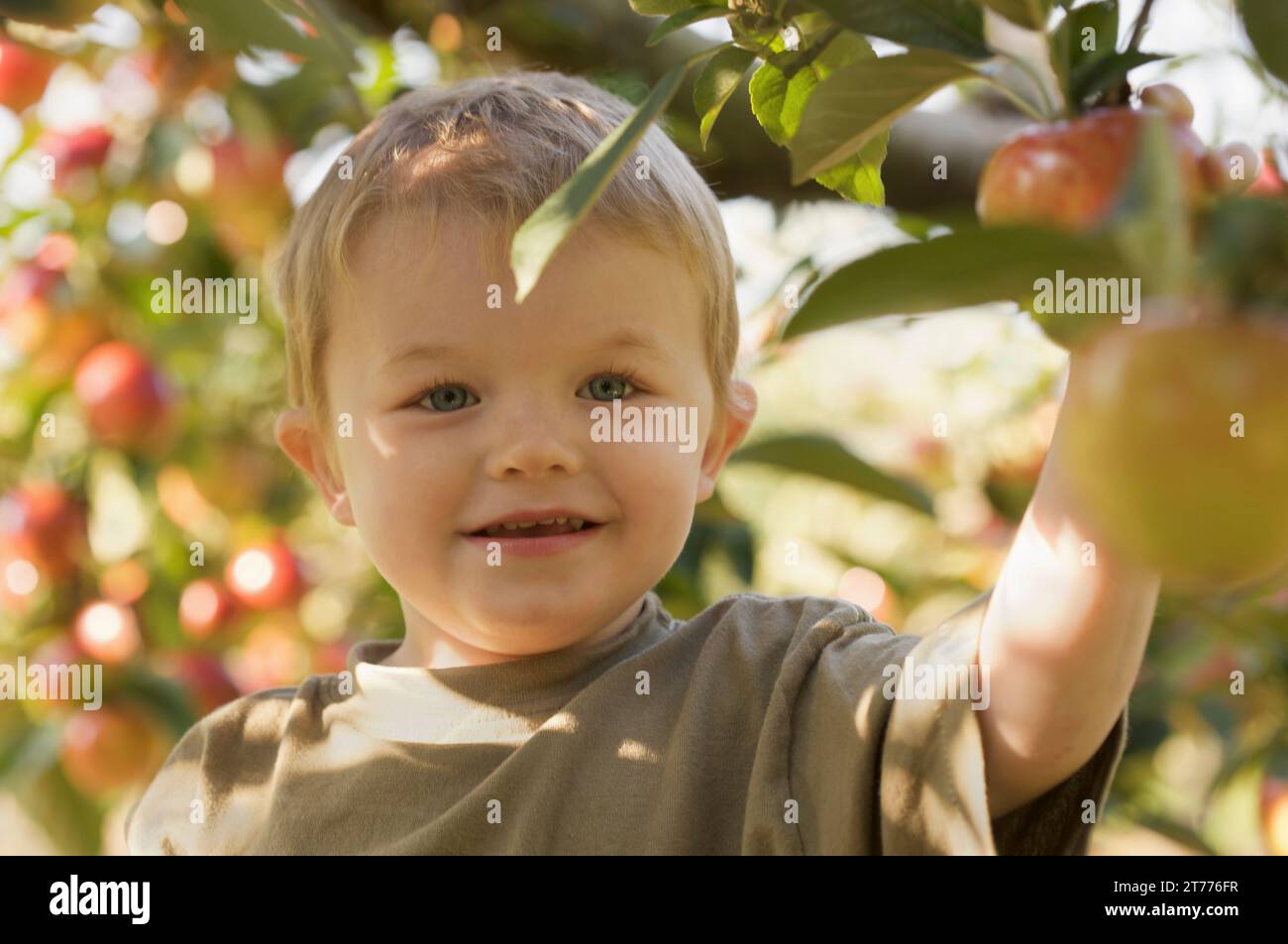 Close up of a smiling young boy picking an apple from an apple tree ...