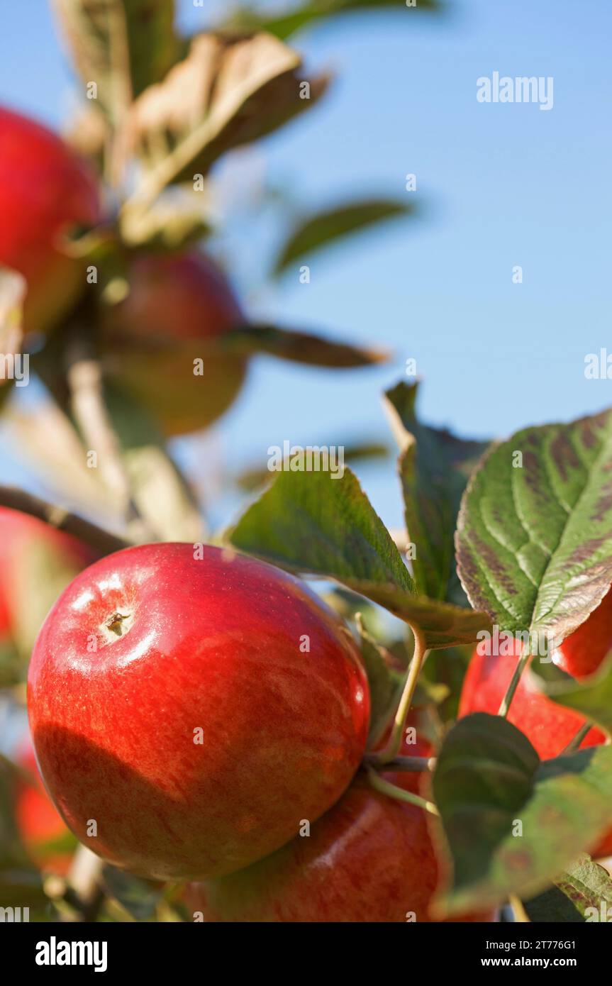 Red abundance hi-res stock photography and images - Alamy