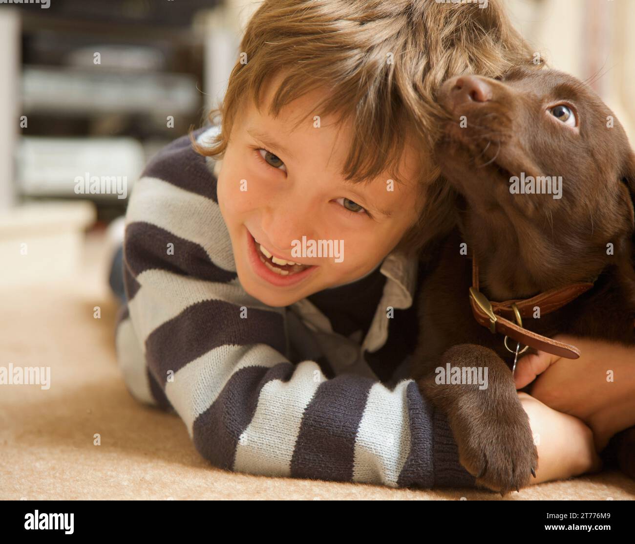 Smiling boy with a chocolate labrador puppy chewing his hair Stock ...