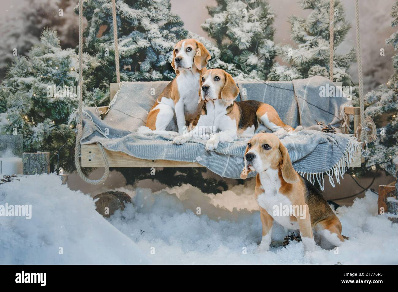 Beagle dogs hi-res stock photography and images - Alamy