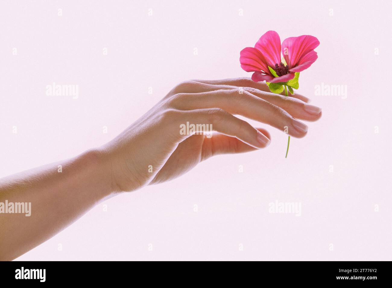 Woman's Hand Holding Pink Flower Stock Photo - Alamy