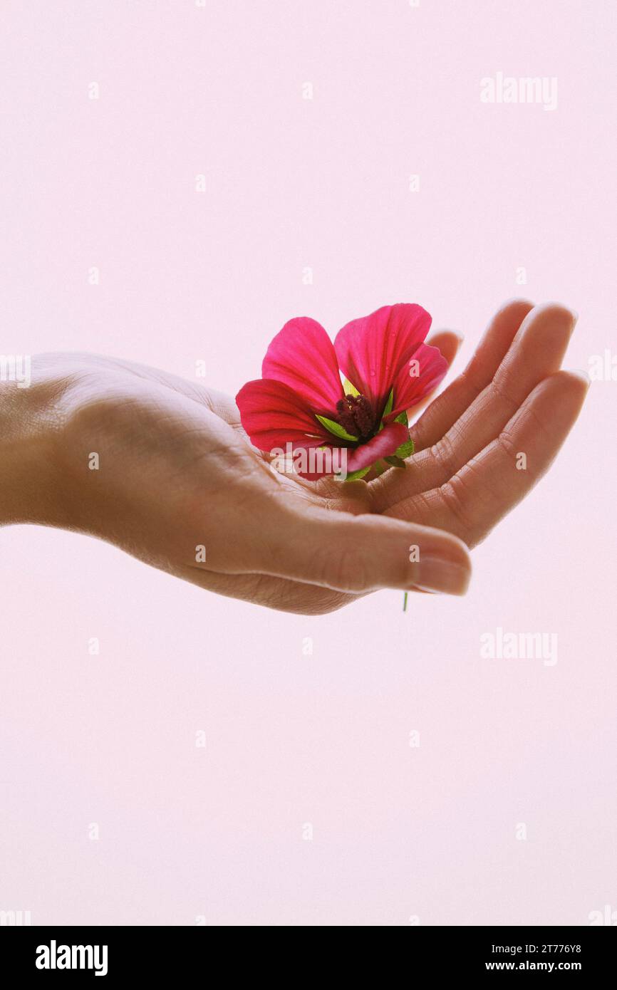 Woman's Hand Holding Pink Flower Stock Photo - Alamy
