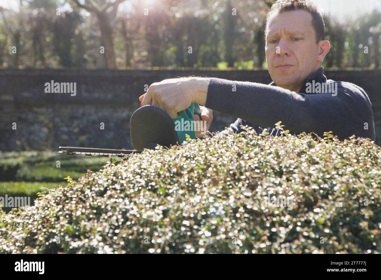 Gardener using electric trimmer pruning hi-res stock photography and ...