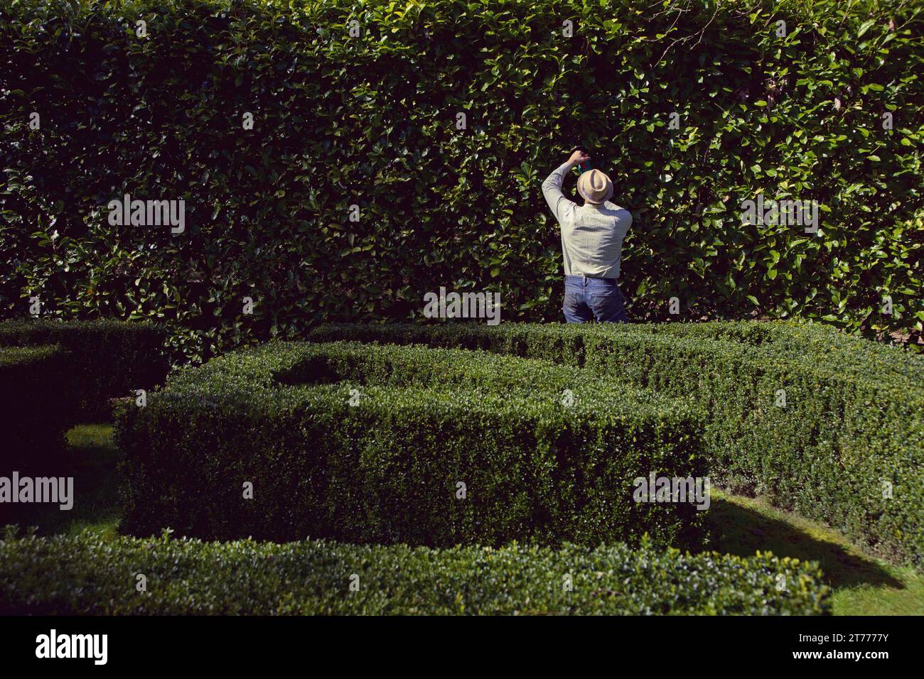 Gardener using electric trimmer pruning hi-res stock photography and ...