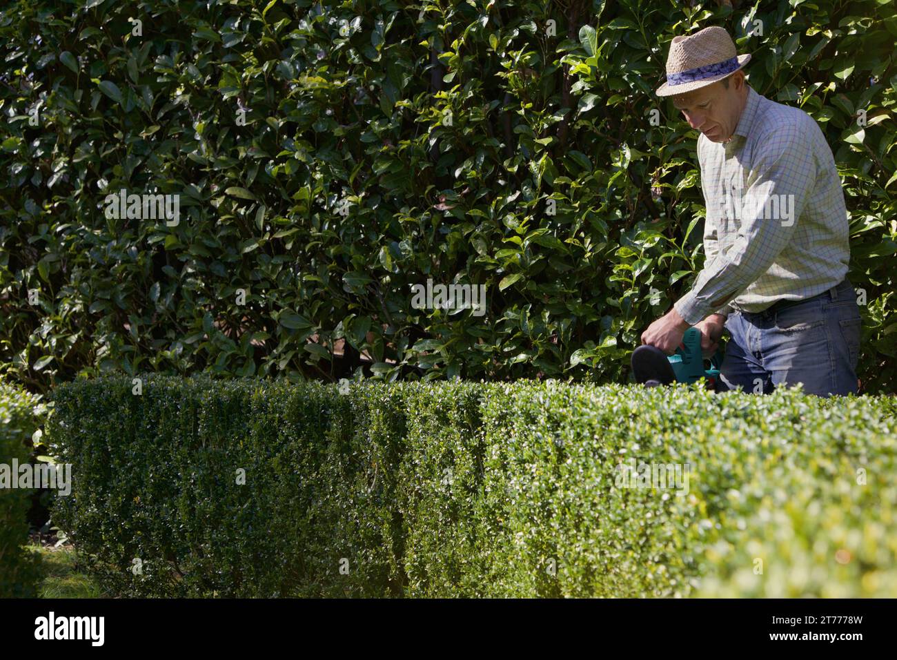 Gardener using electric trimmer pruning hi-res stock photography and ...