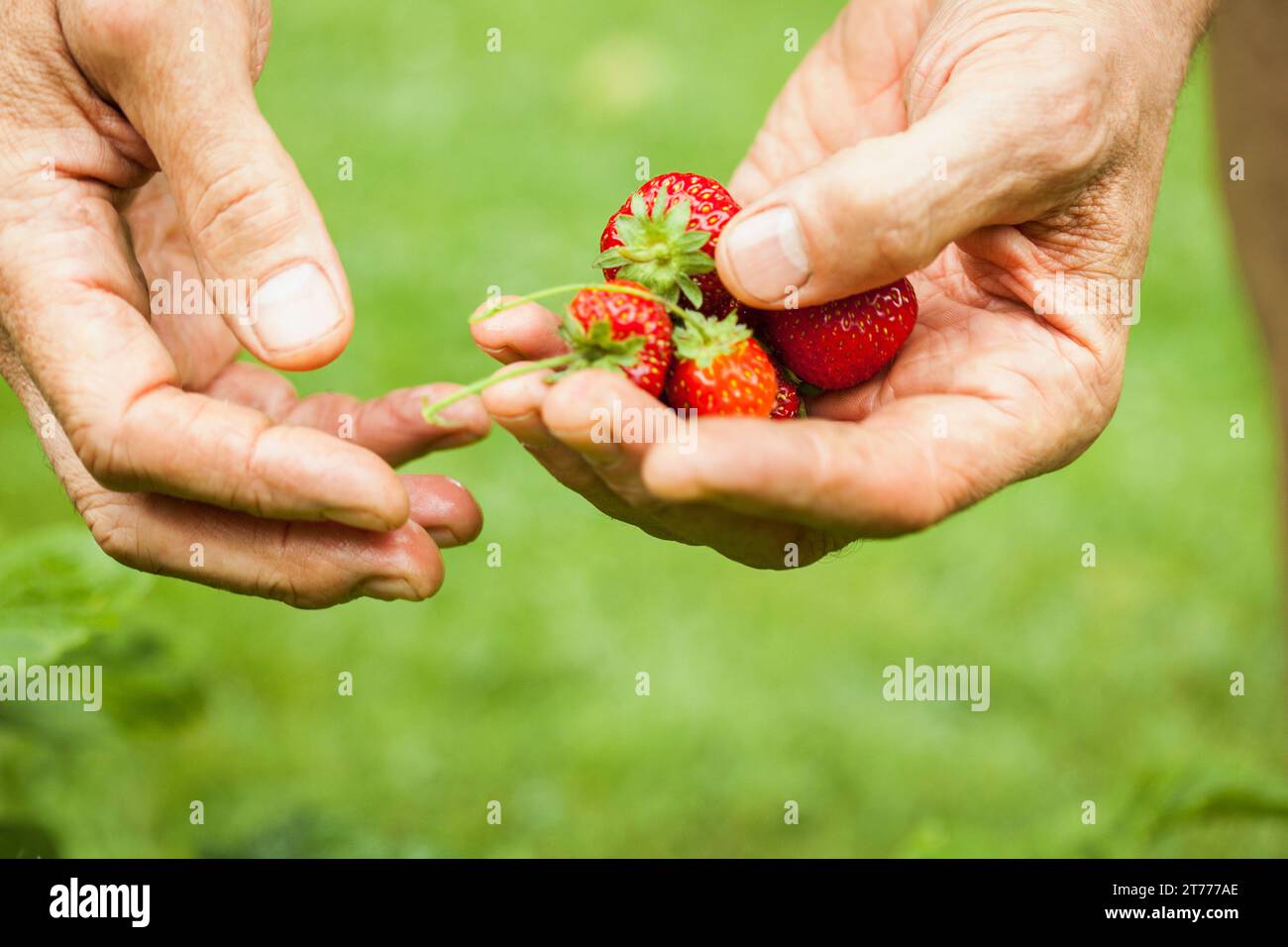 Male hands holding strawberries hi-res stock photography and images - Alamy