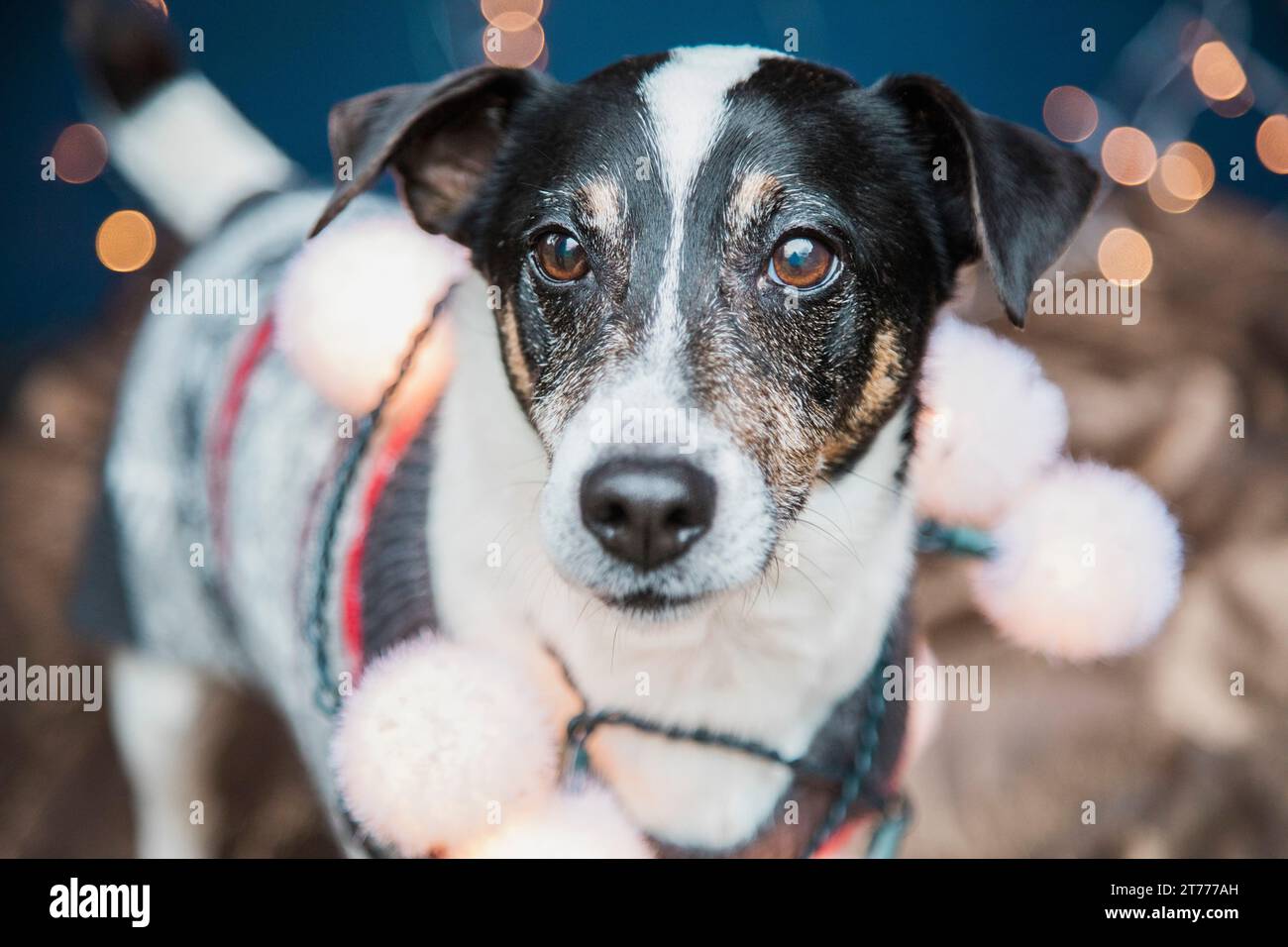 Dog eye with lights hi-res stock photography and images - Alamy