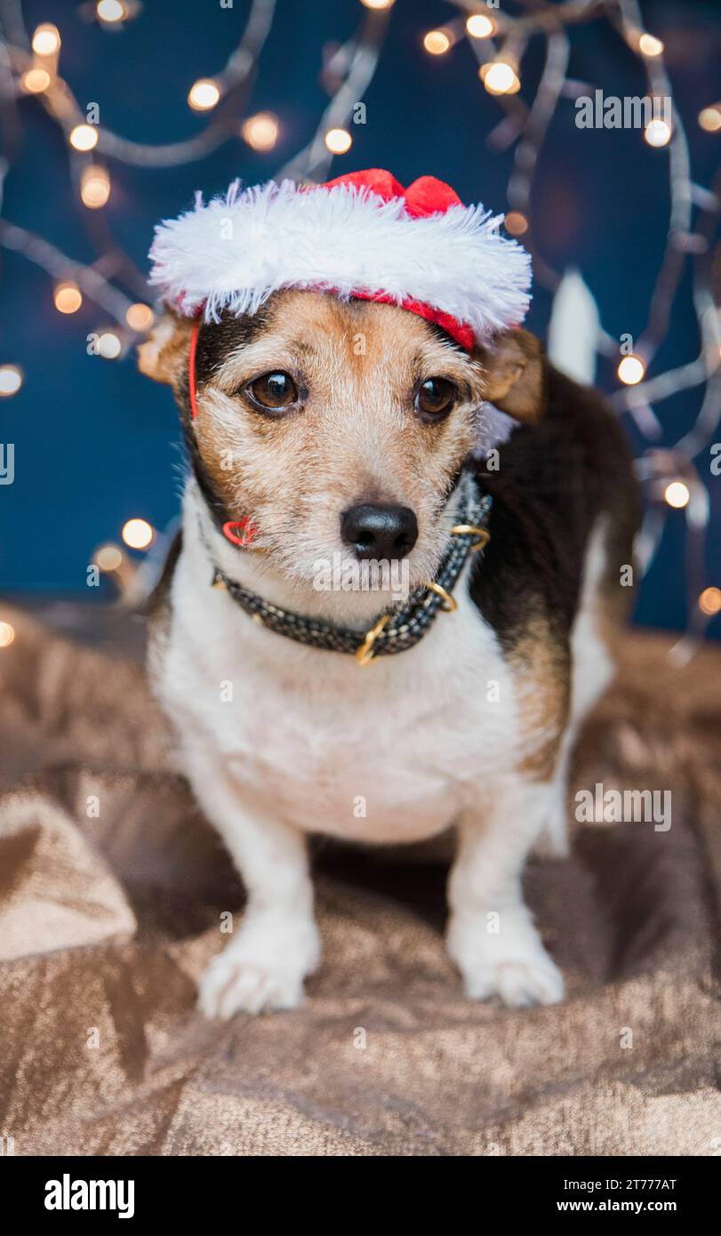 Dog Wearing Christmas Hat Stock Photo - Alamy