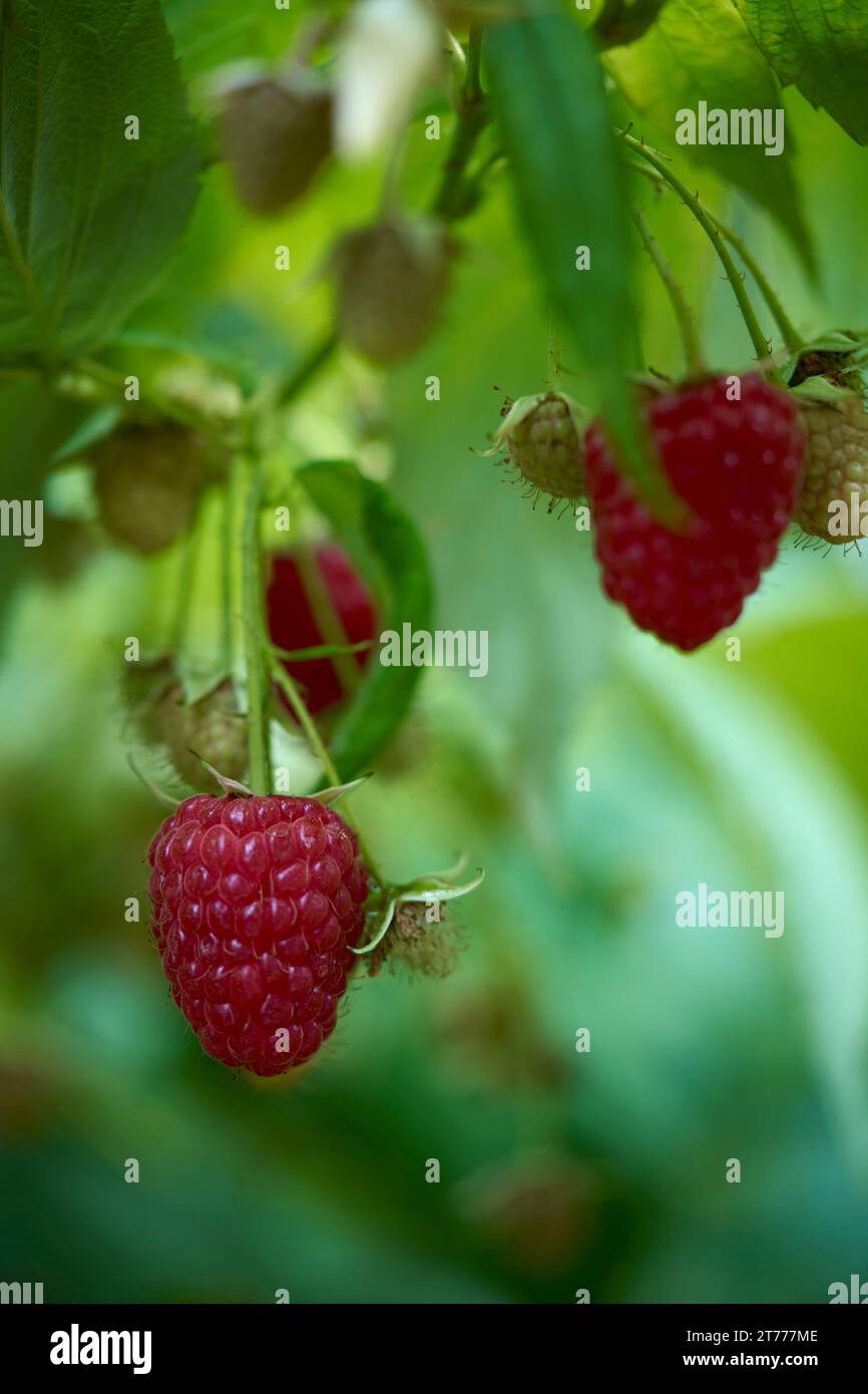 Close up juicy, fresh raspberries growing on stems Stock Photo - Alamy