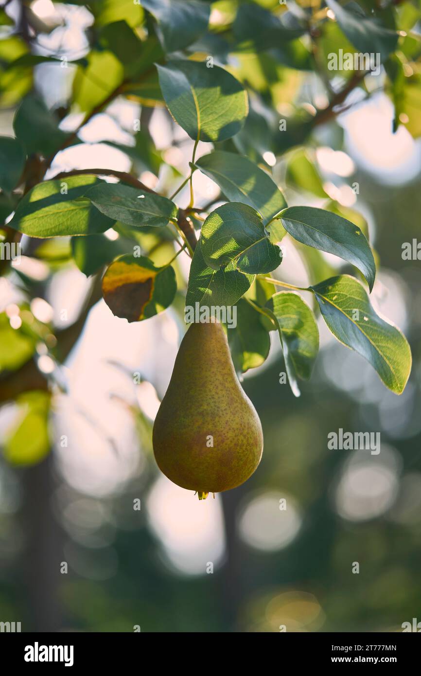 Williams pear hi-res stock photography and images - Alamy