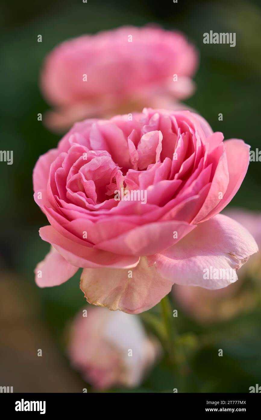 Pink rose elegance in nature hi-res stock photography and images - Alamy
