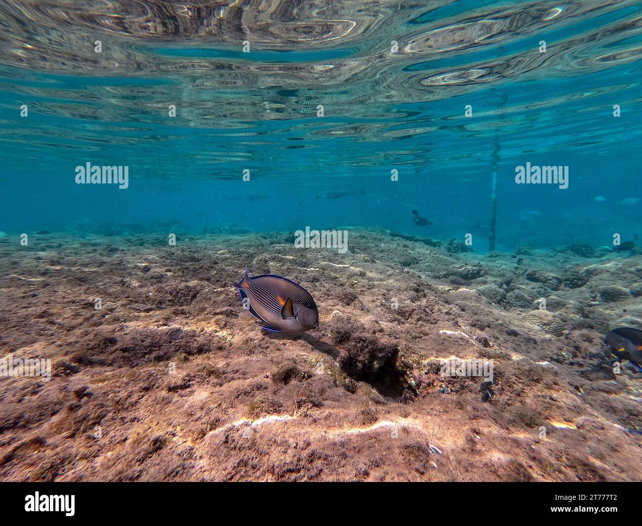Colorful tropical fish Sohal Surgeon fish (Acanthurus Sohal) tang ...