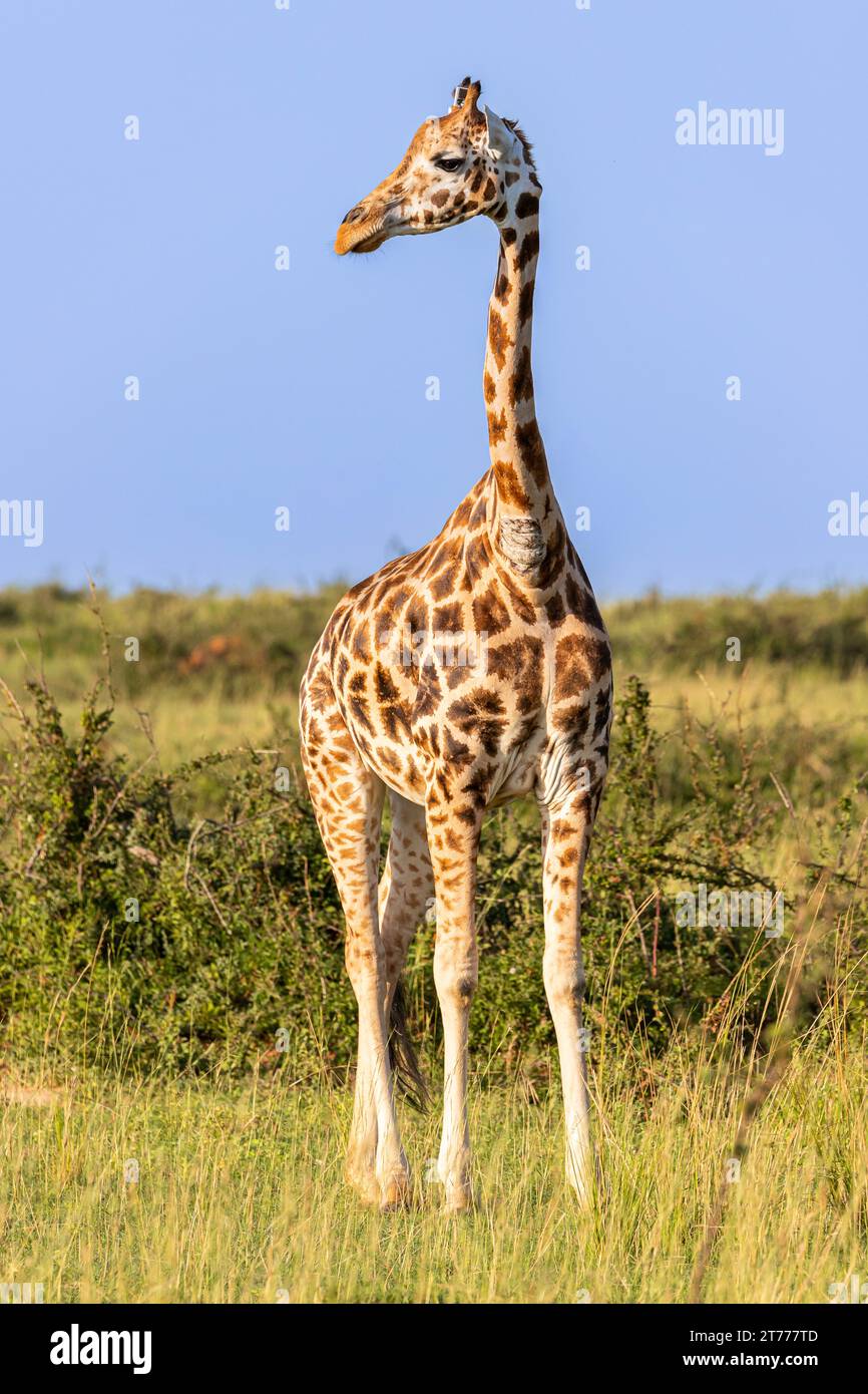 Tourist watching giraffe giraffa hi-res stock photography and images ...