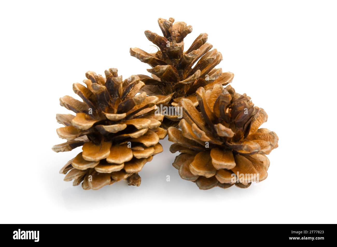 Beautiful pine cones close hi-res stock photography and images - Alamy