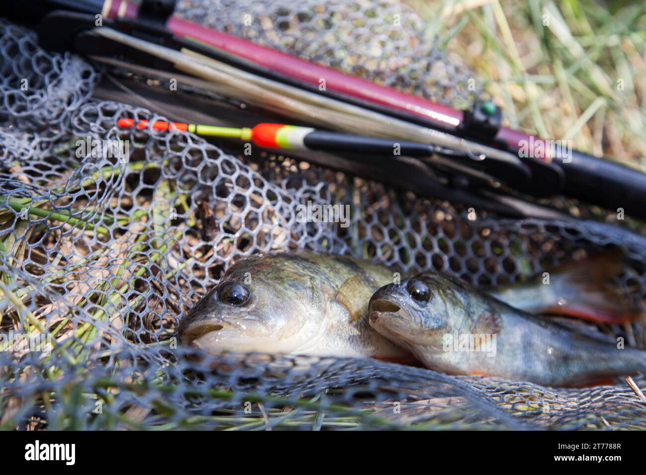 Catching fish. Several fish of Common perch or European perch known as ...