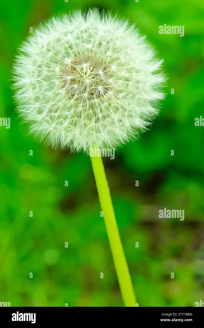 Rounded chamomile hi-res stock photography and images - Alamy