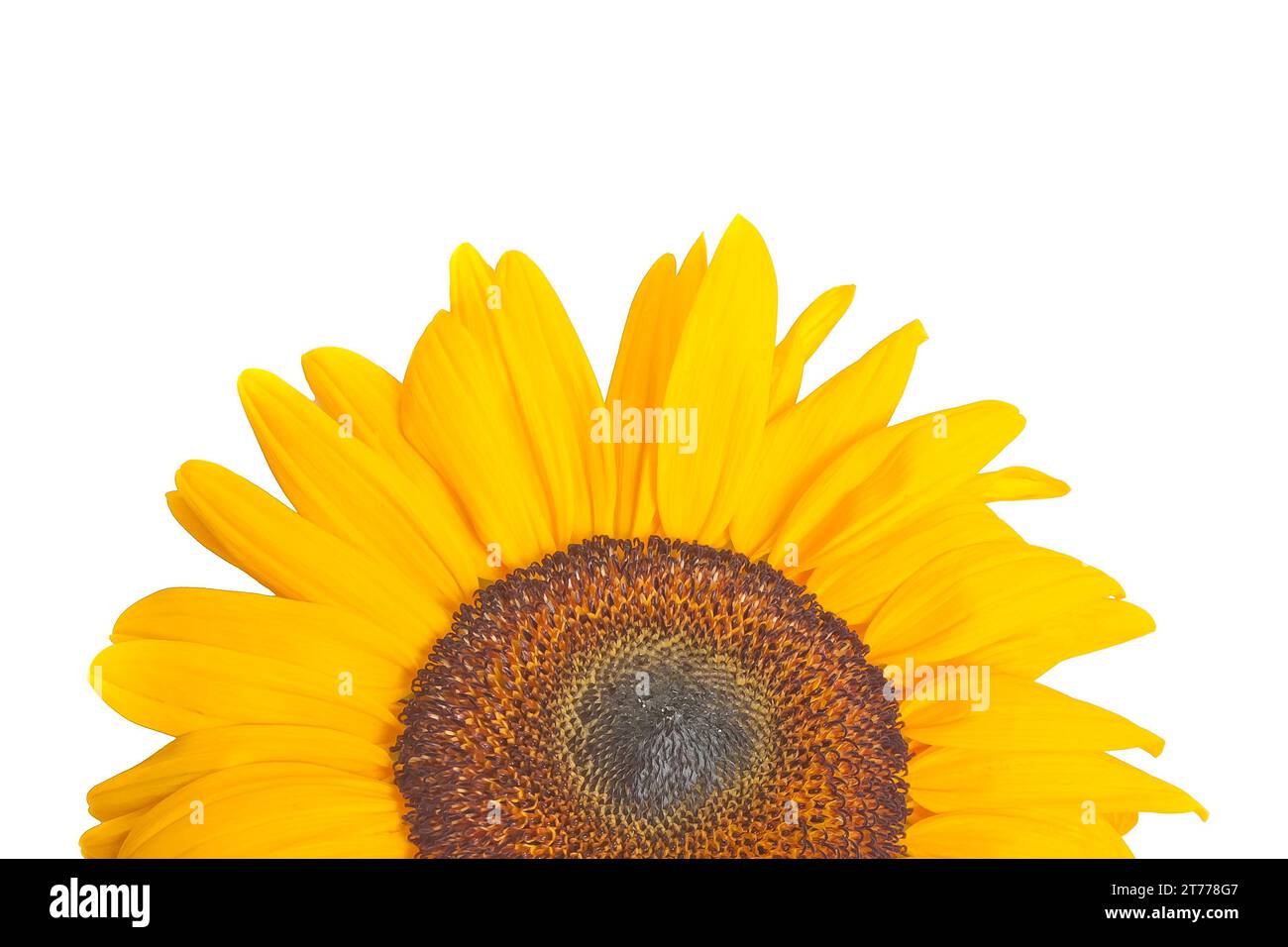 Leaves sunflower vector hi-res stock photography and images - Alamy