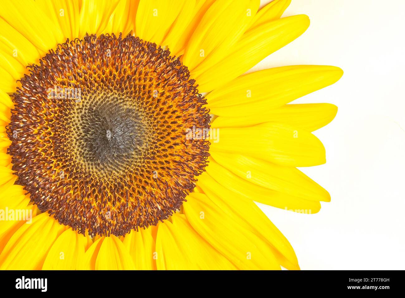 detail of sunflower on light background Stock Photo - Alamy