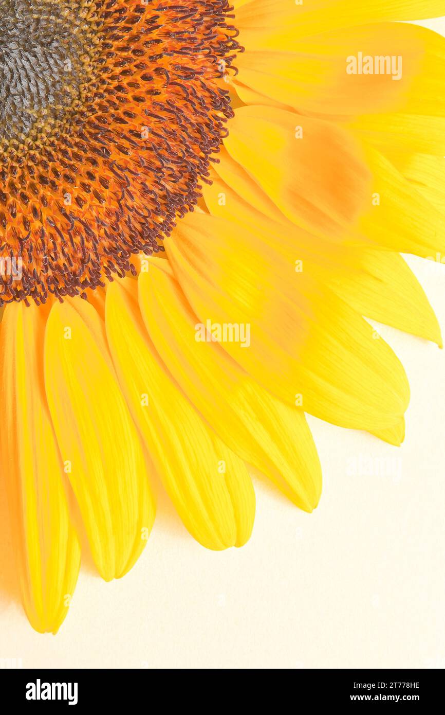 detail of sunflower on light background Stock Photo - Alamy