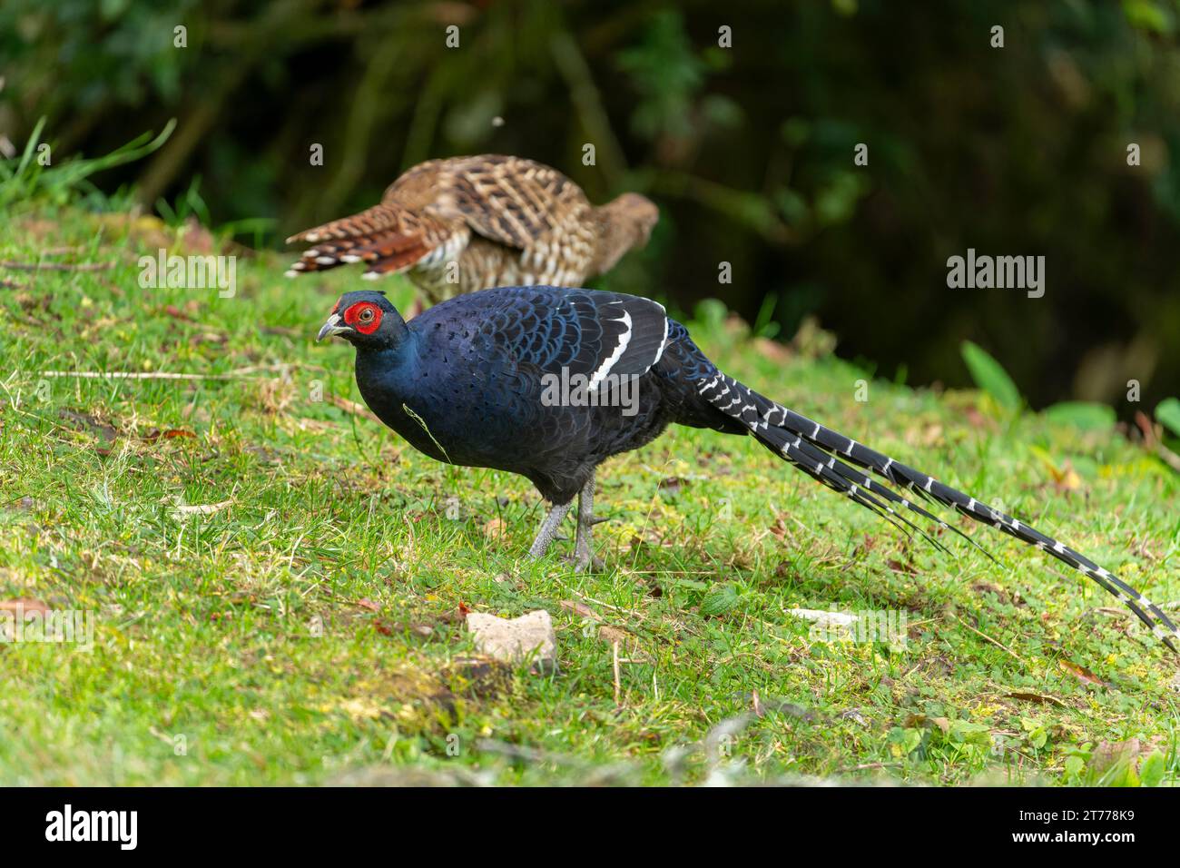 Mikado pheasant male and female endemic bird of taiwan Stock Photo - Alamy