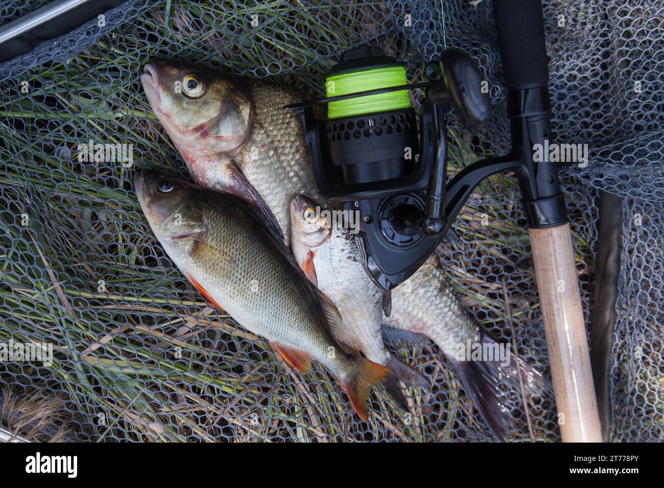 Catching fish - freshwater common bream known as bronze bream or carp ...