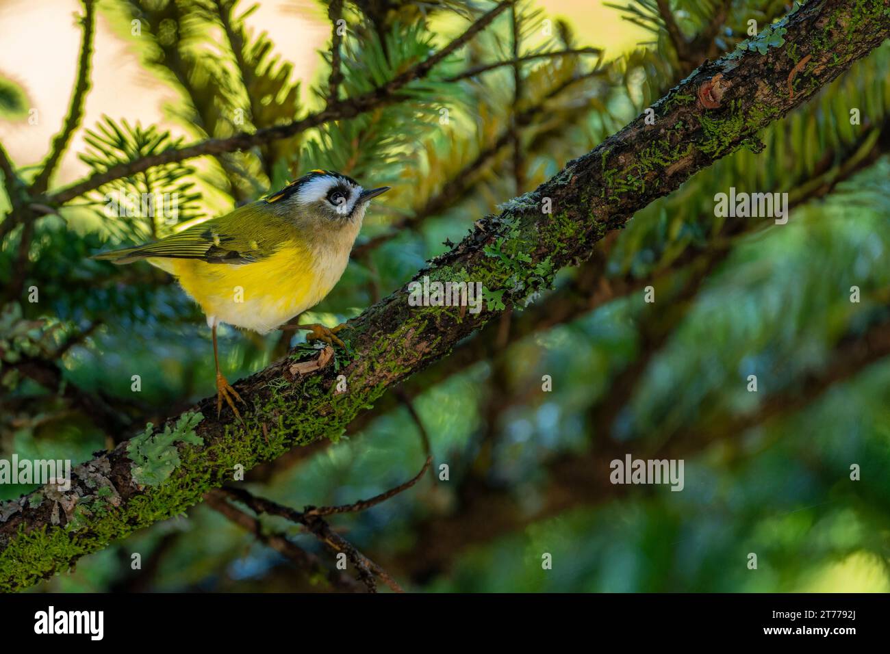 Collared bush robin endemic bird of taiwan Stock Photo - Alamy