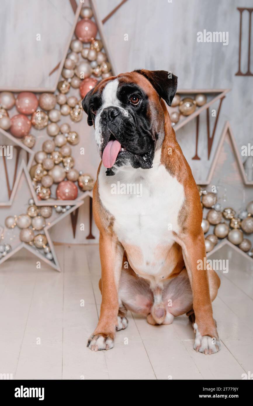Christmas eve boxer hi-res stock photography and images - Alamy