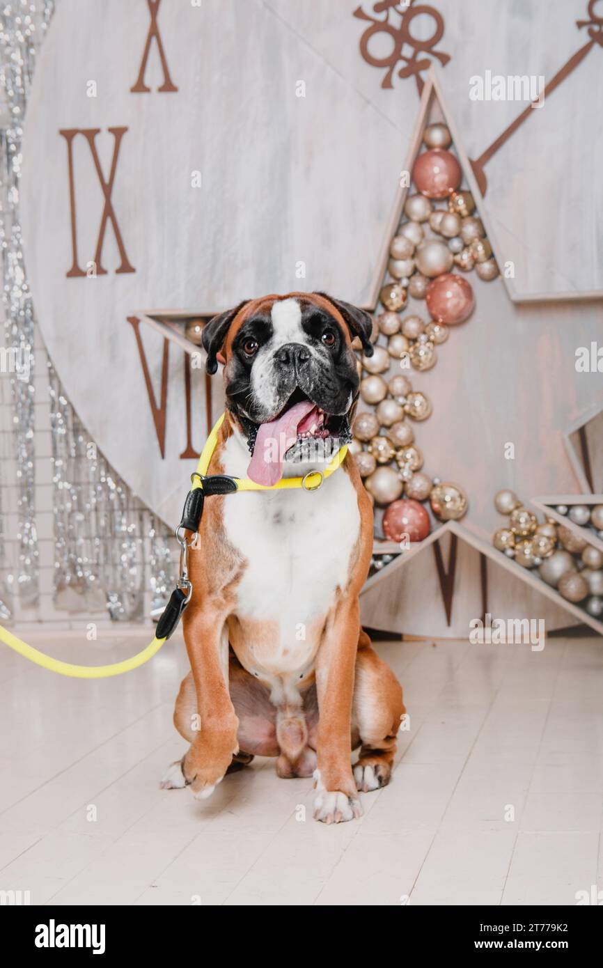 Boxer Pictures Dog The Boxer Dog. 10 Things You (Probably) Didn't Know